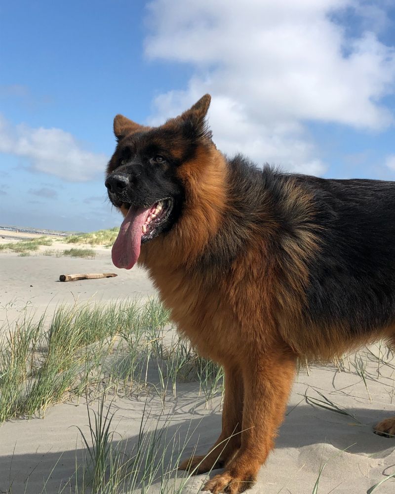 Over ons - West Coast Dogs